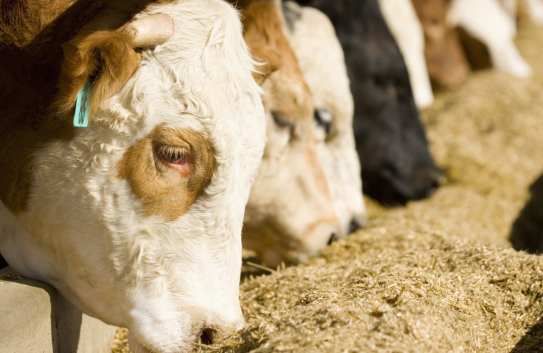 Feeding Barley Grain to Beef Cattle - The Barley Bin
