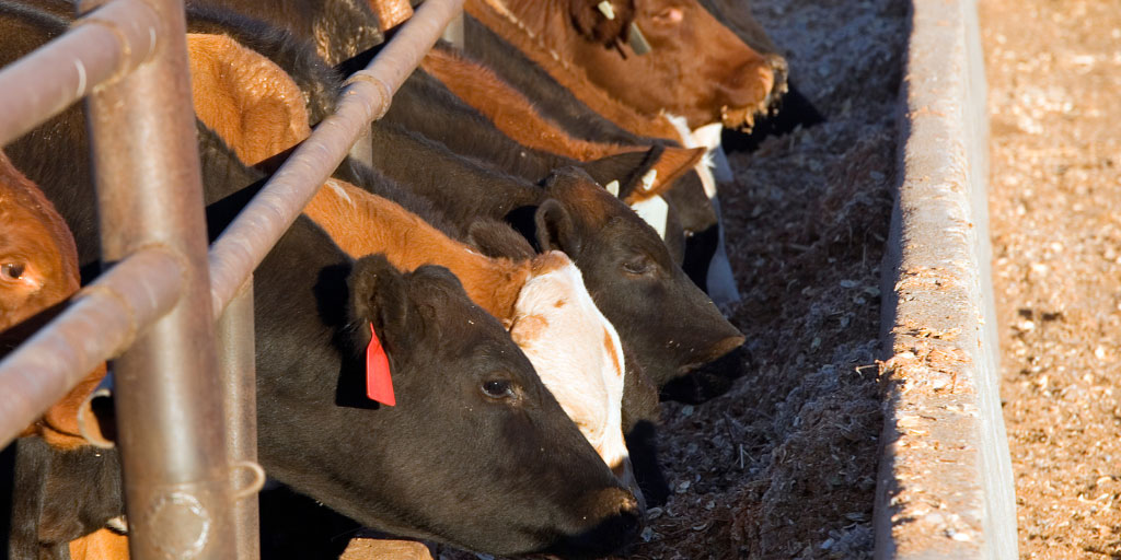 Feeding Barley Grain to Beef Cattle - The Barley Bin