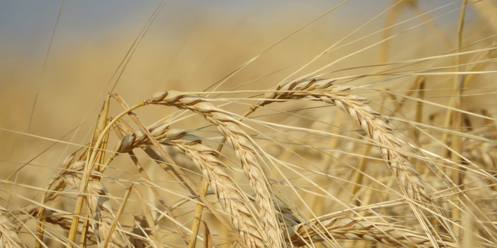 Agronomy Research Update 2022 - The Barley Bin
