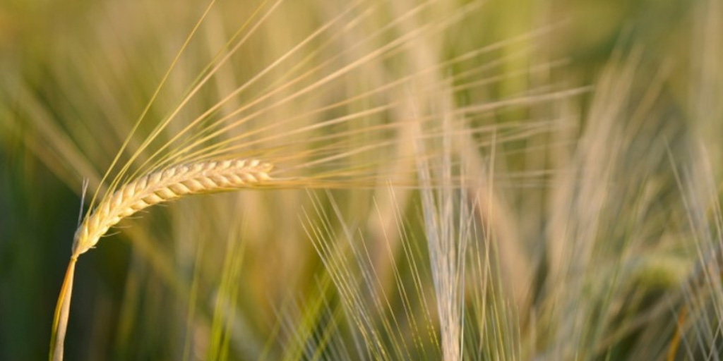 The Importance Of Varietal Purity In Your Malting Barley - The Barley Bin