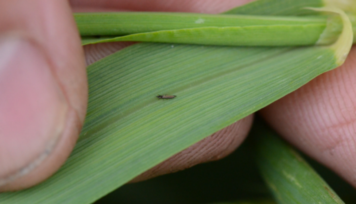 The Barley Bin – Explore SaskBarley's Resource and Media Hub