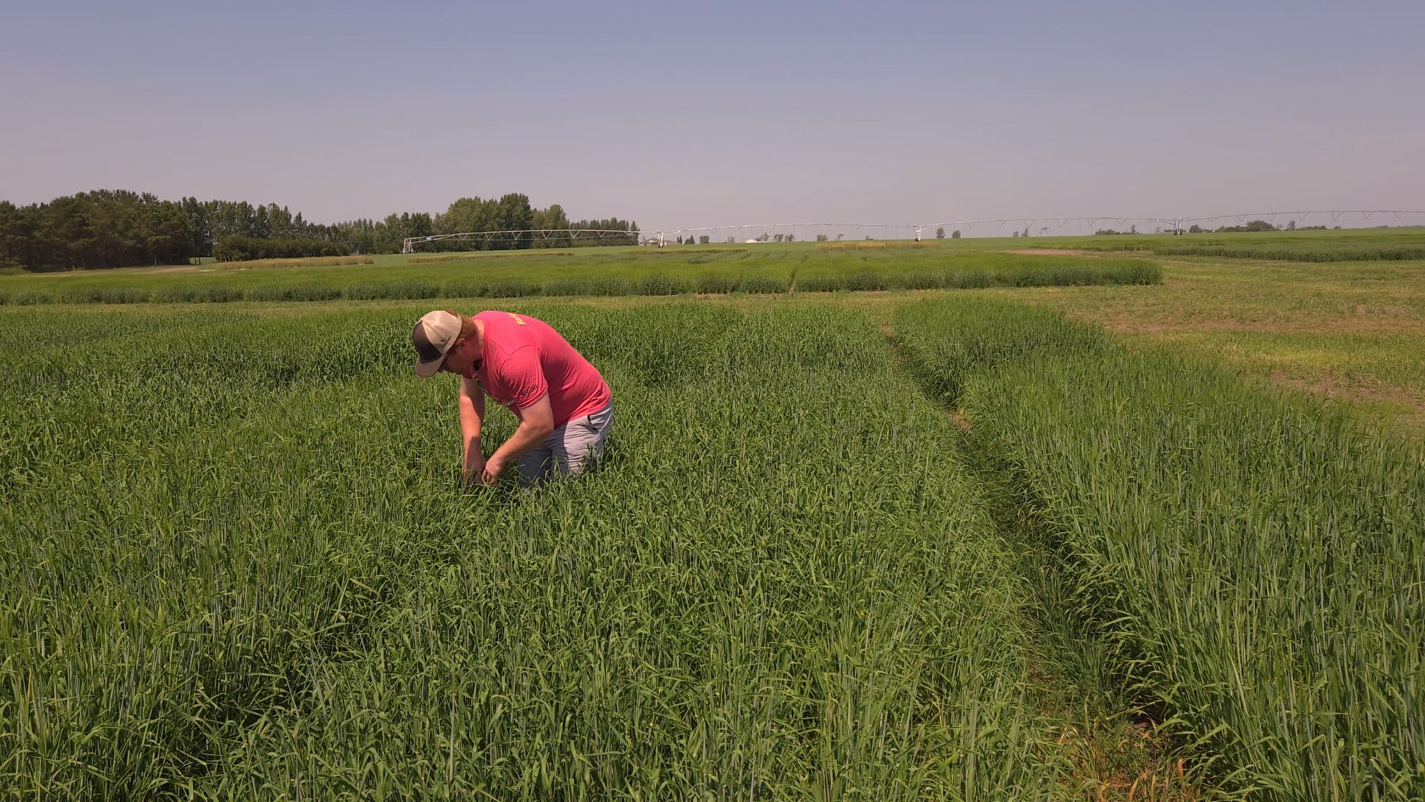 Risk maps are just one tool to help manage Fusarium Head Blight - The ...