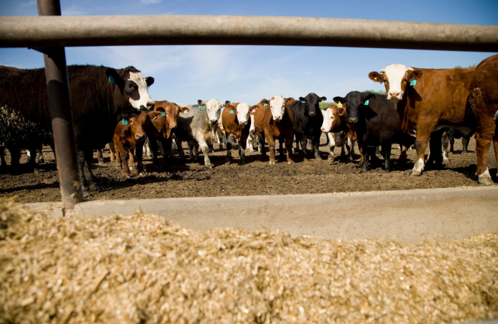 Maximizing Cattle Performance with Barley Feed - The Barley Bin