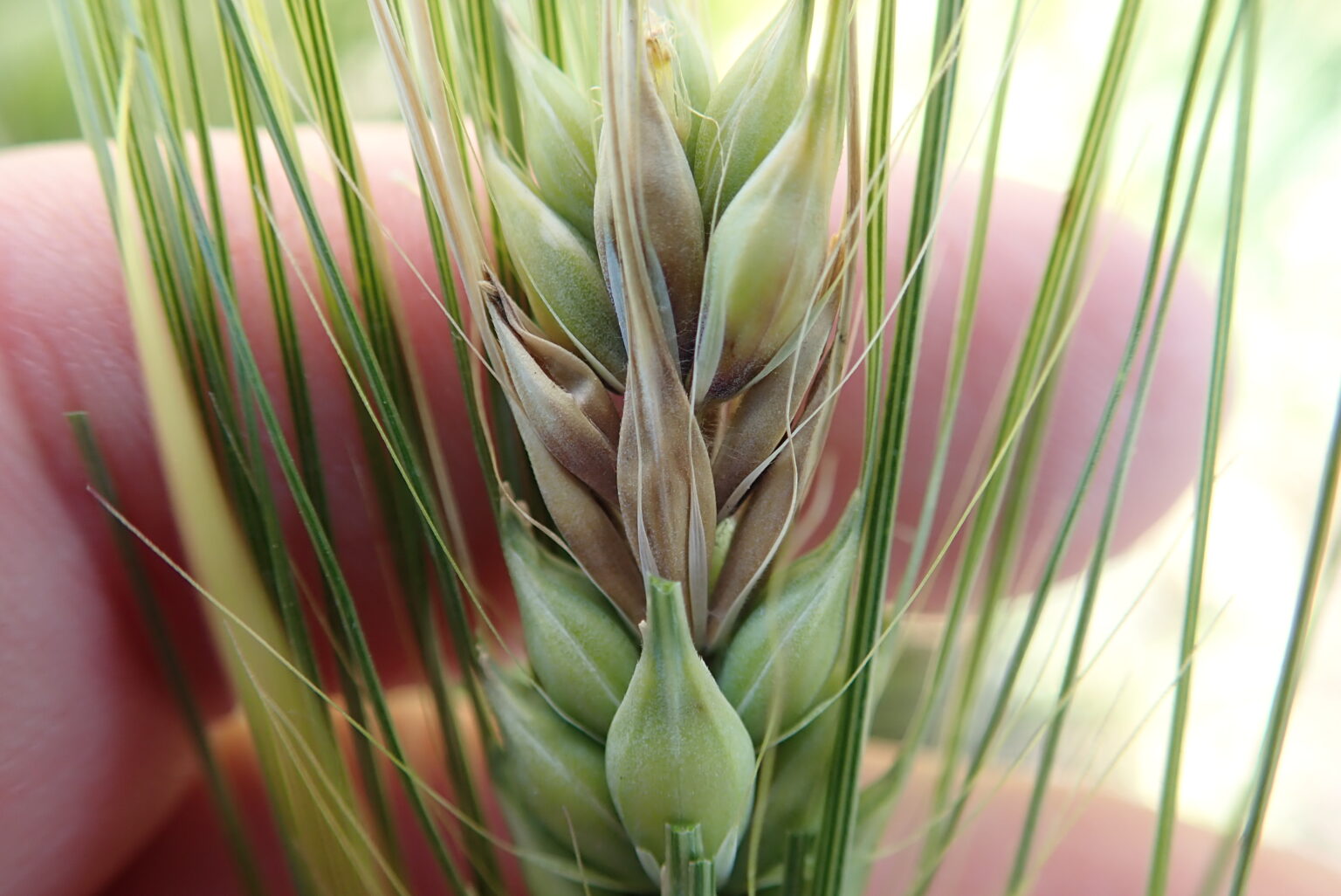 Navigating the New FHB Risk Mapping Tool - The Barley Bin