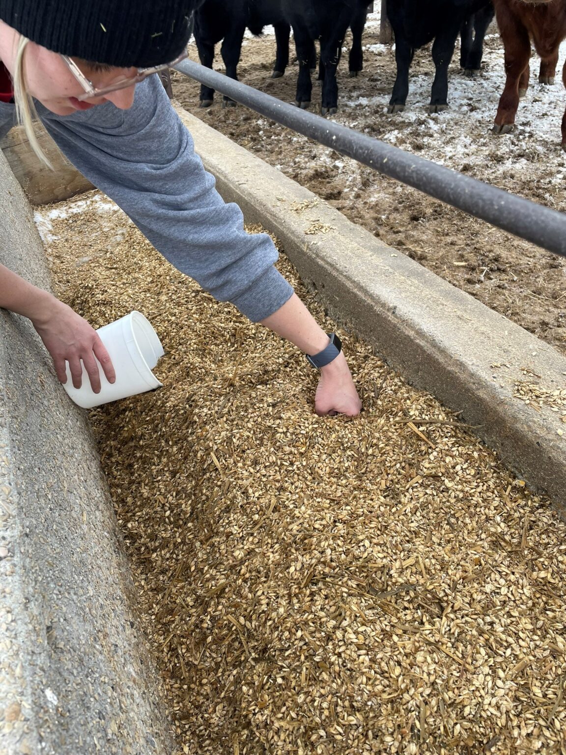 Maximizing Cattle Performance with Barley Feed - The Barley Bin