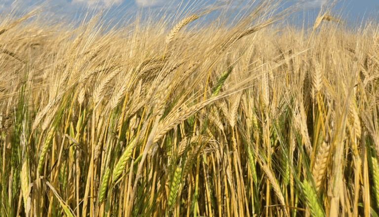 Avoid Thin Kernels and Green Grain - The Barley Bin